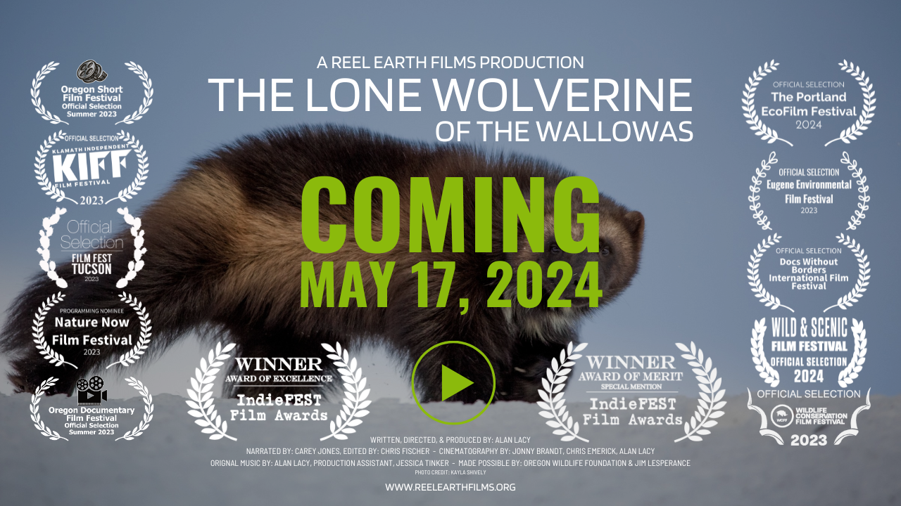 THE LONE WOLVERINE - Reel Earth Films